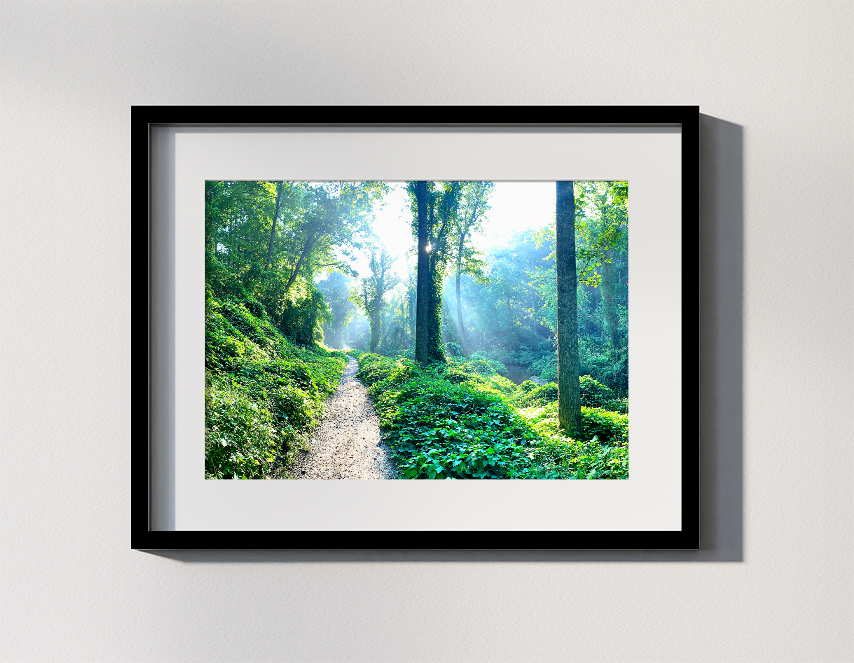 Forest Outside of the NC Arboretum - Julieta Fumberg